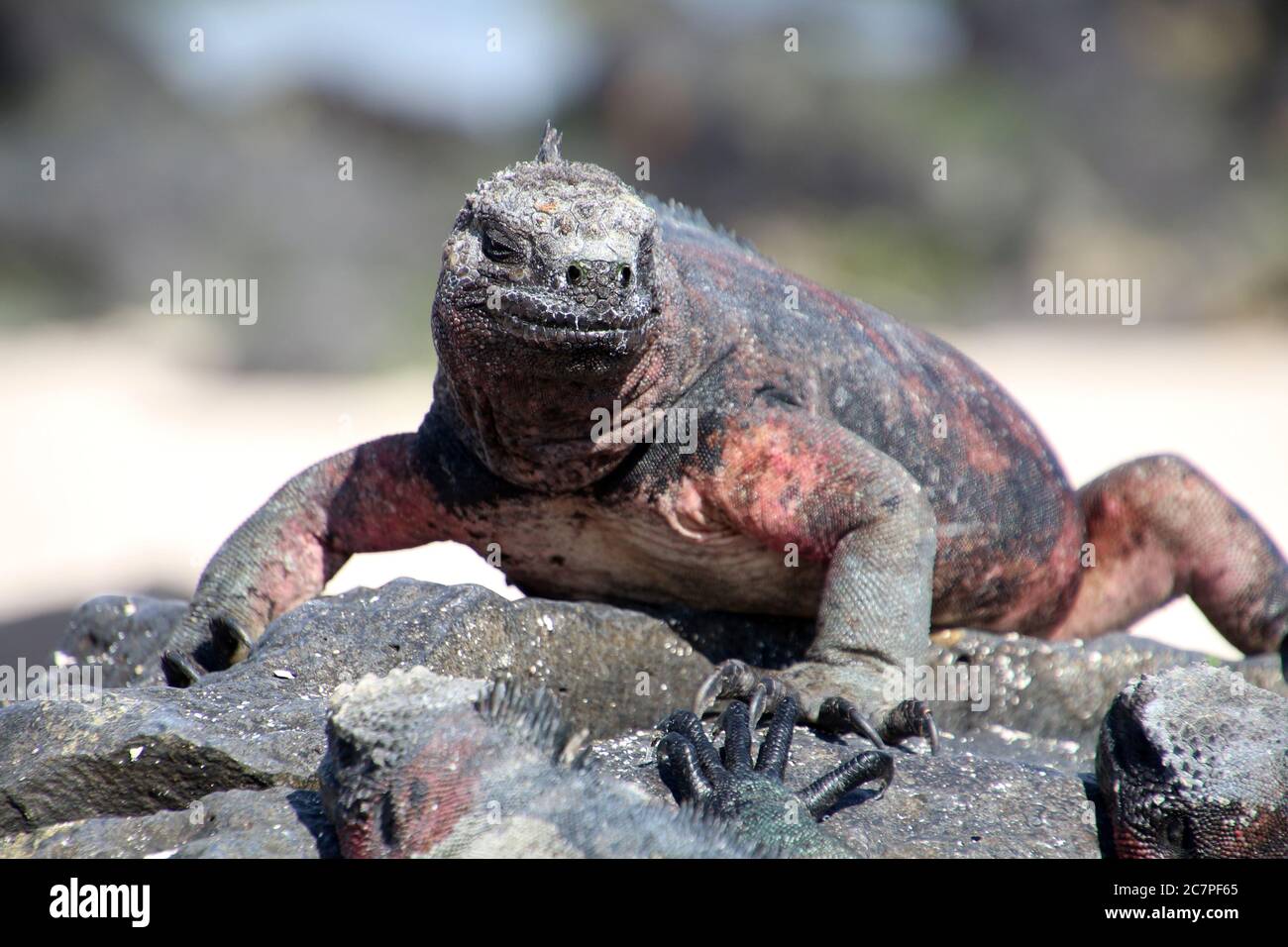 Marine iguana, Espanola Island, Ecuador, Galapagos, South America Stock ...