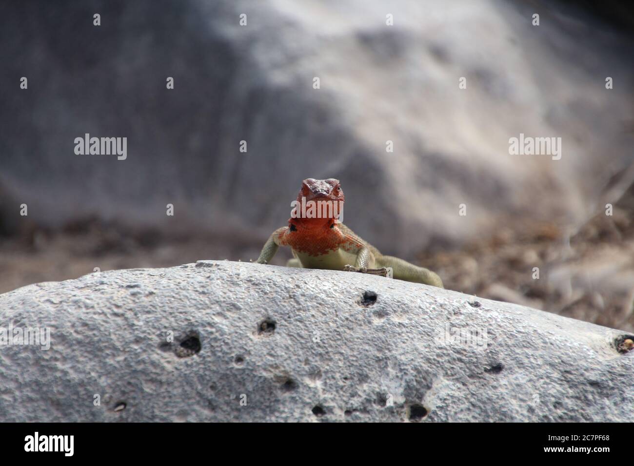 Galapagos Lava Lizard, Galapagos Island, Ecuador, South America Stock ...