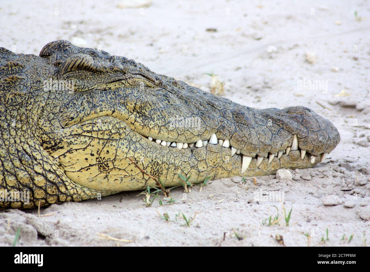 Crocodile type hi-res stock photography and images - Alamy