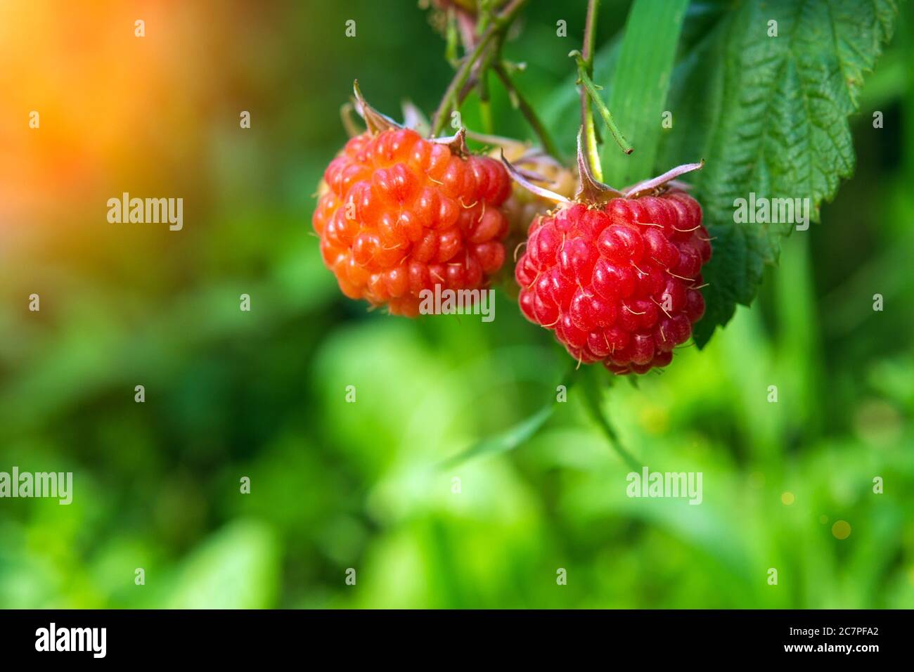 Growing organic berries close-up. Ripe raspberries in the orchard Stock ...