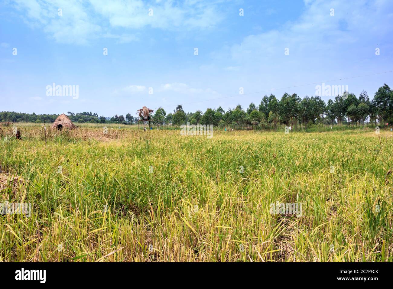 Mixed crop farming of Finger millet (Eleusine coracana) and Maize (Zea ...
