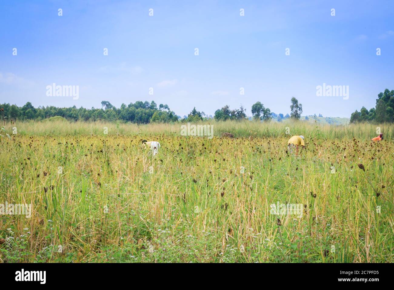 Mixed crop farming of Finger millet (Eleusine coracana) and Maize (Zea ...