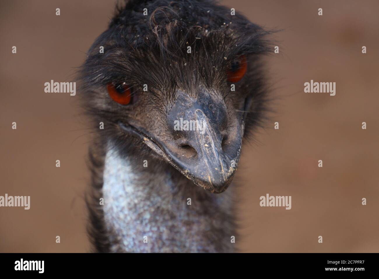 Bonorong sanctuary hi-res stock photography and images - Alamy