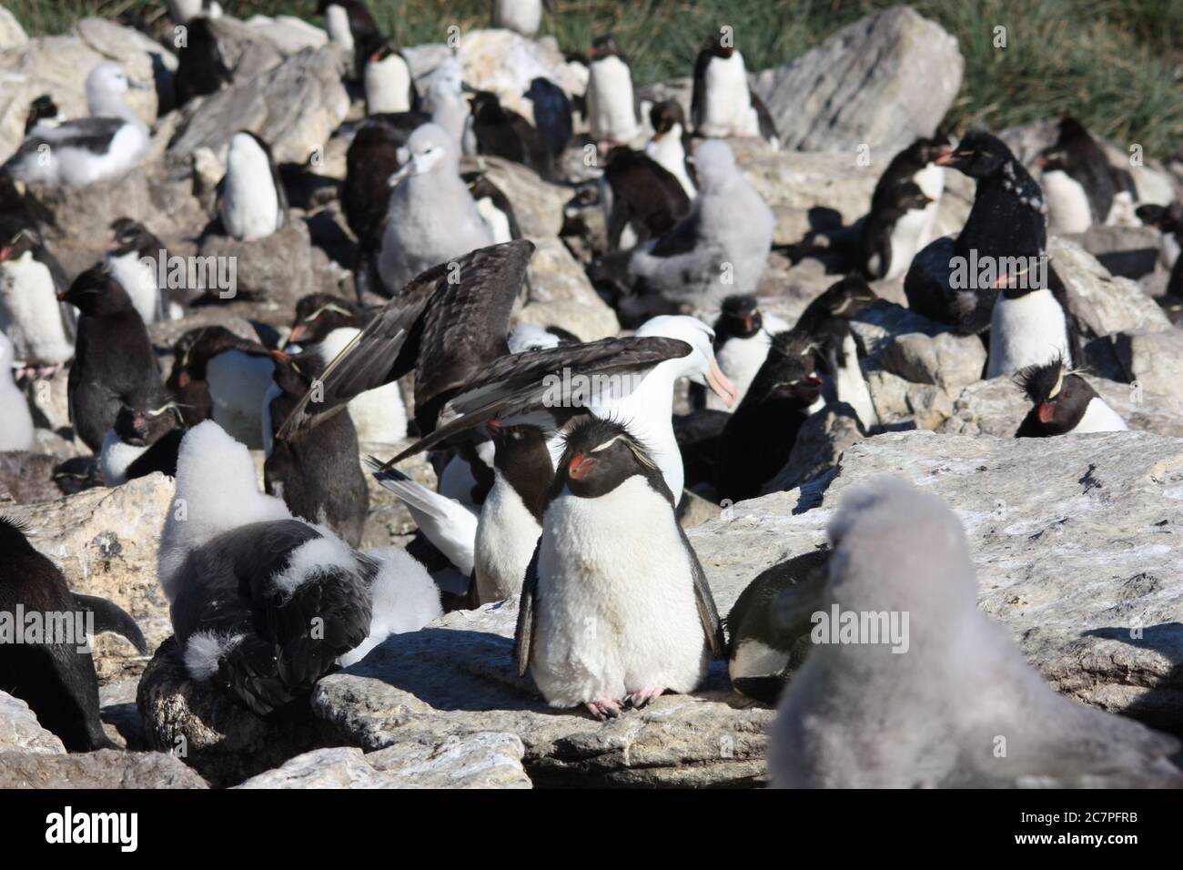 Rockhopper penguin colony West Point, Falkland Islands, Malvinas Stock ...