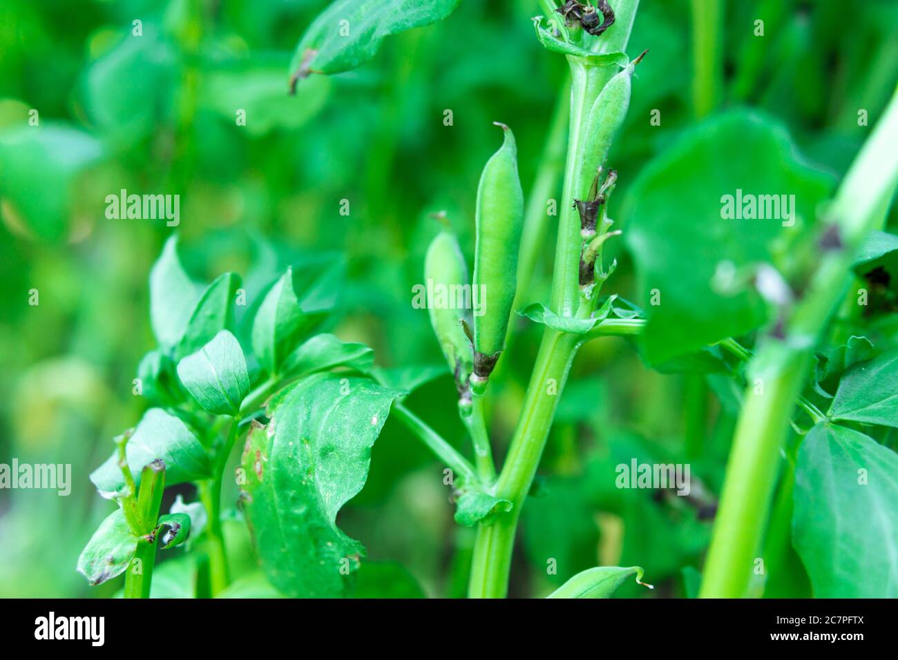 Flowering broad beans hi-res stock photography and images - Alamy