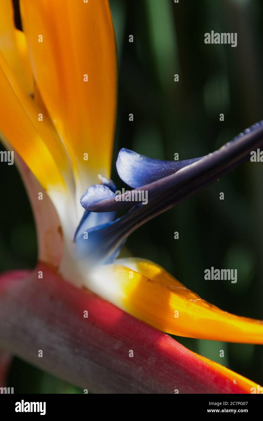 Strelitzia photographed at the botanical garden in Funchal, Madeira ...