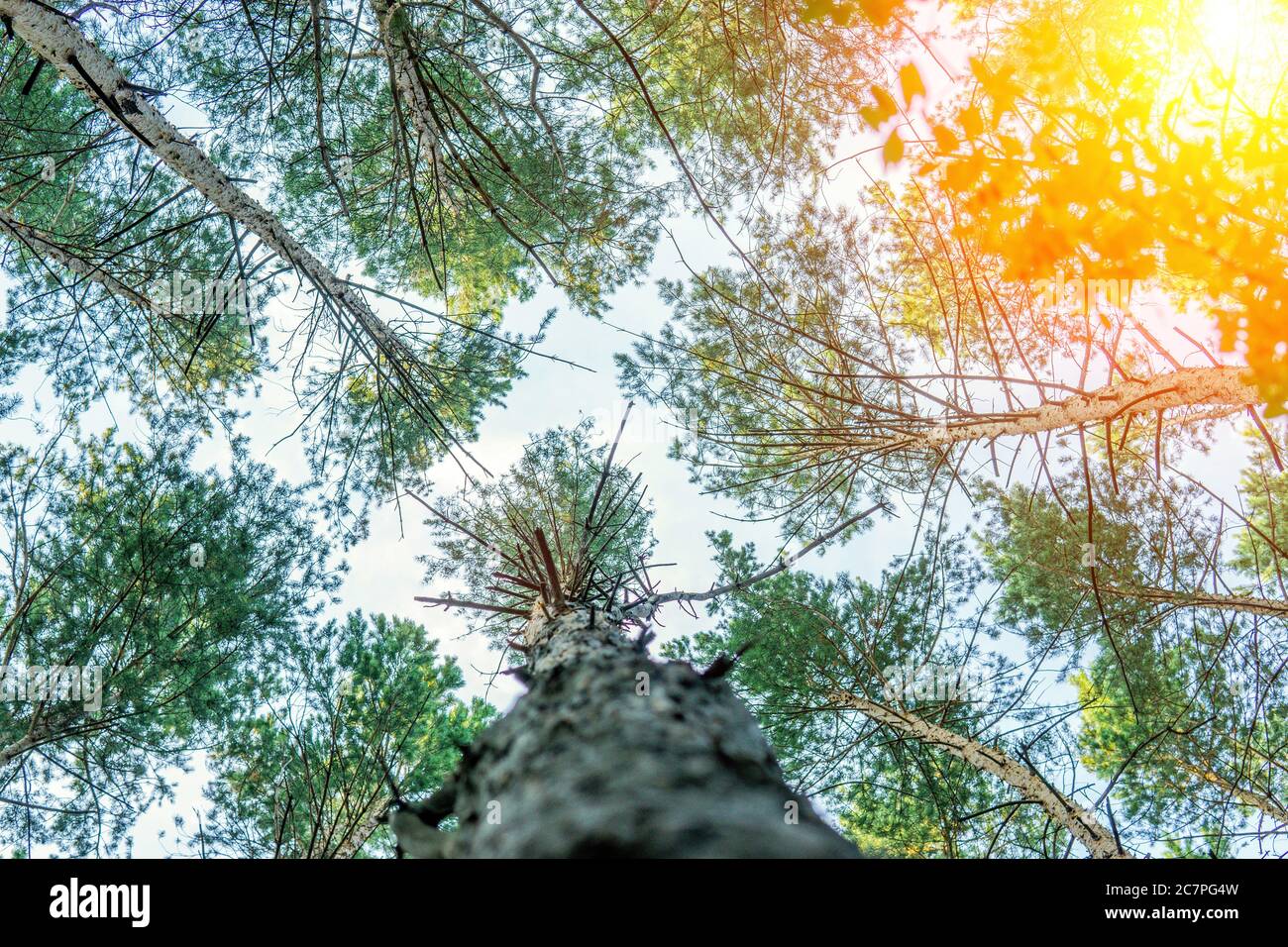 forest, pinery, pine forest, Pine Tree, Fairy Forest untouched spruce ...