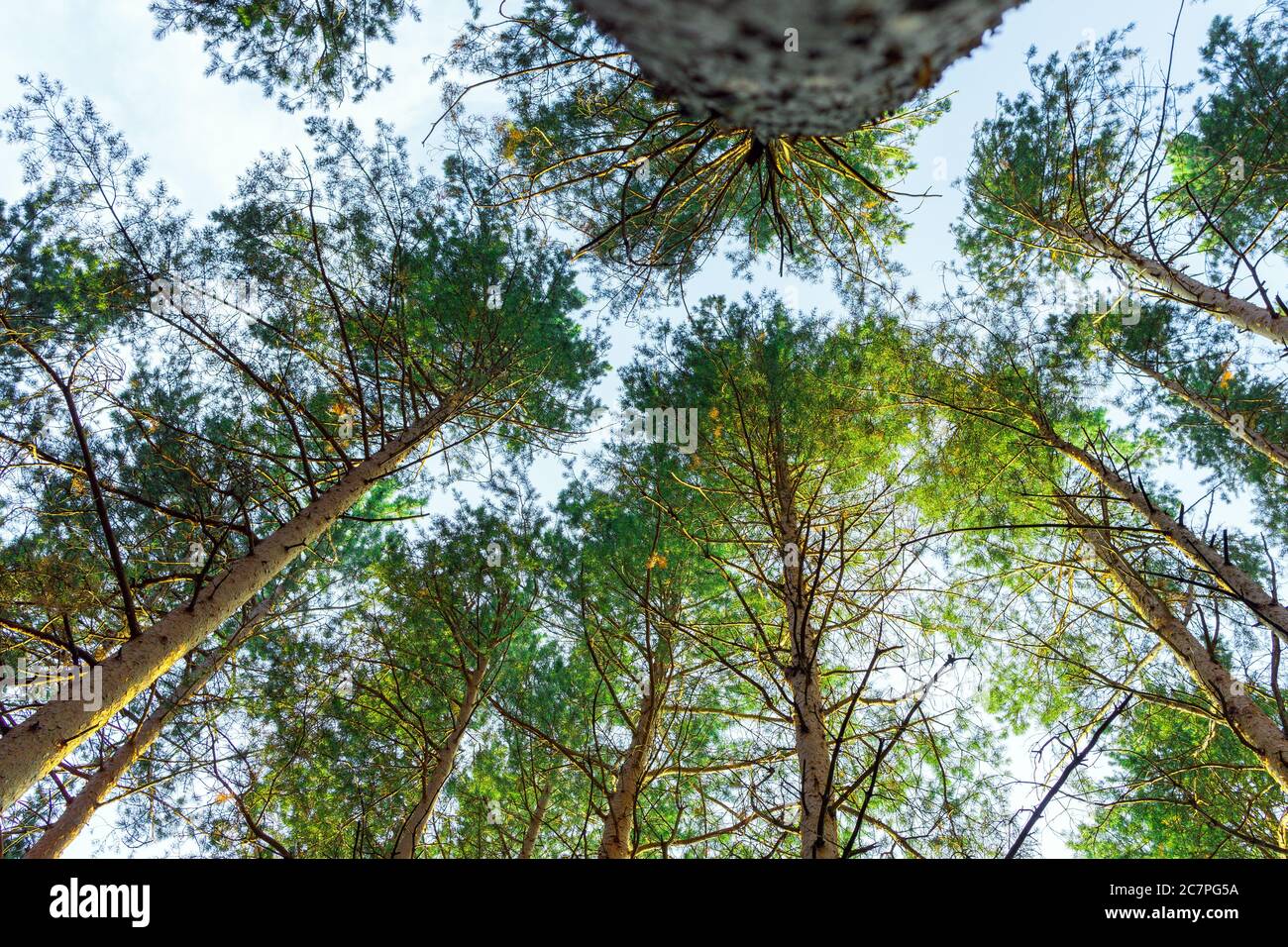 Untouched spruce forest hi-res stock photography and images - Alamy