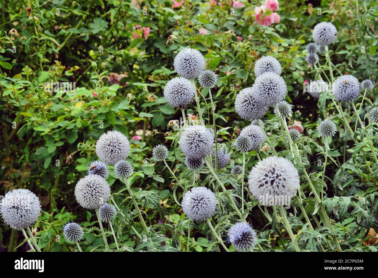 Plant blue thistle hi-res stock photography and images - Alamy