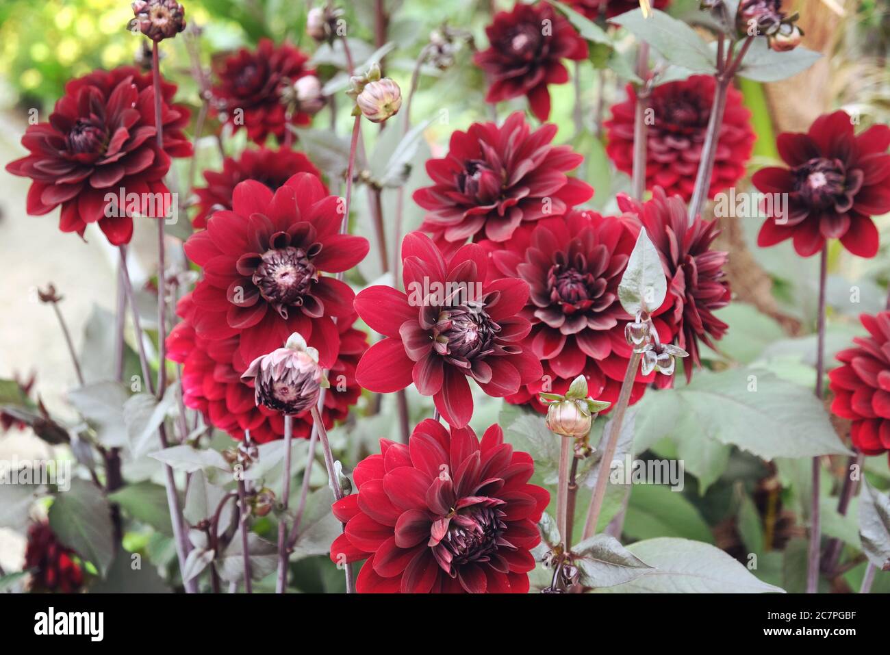 Red decorative dahlia close up hi-res stock photography and images - Alamy