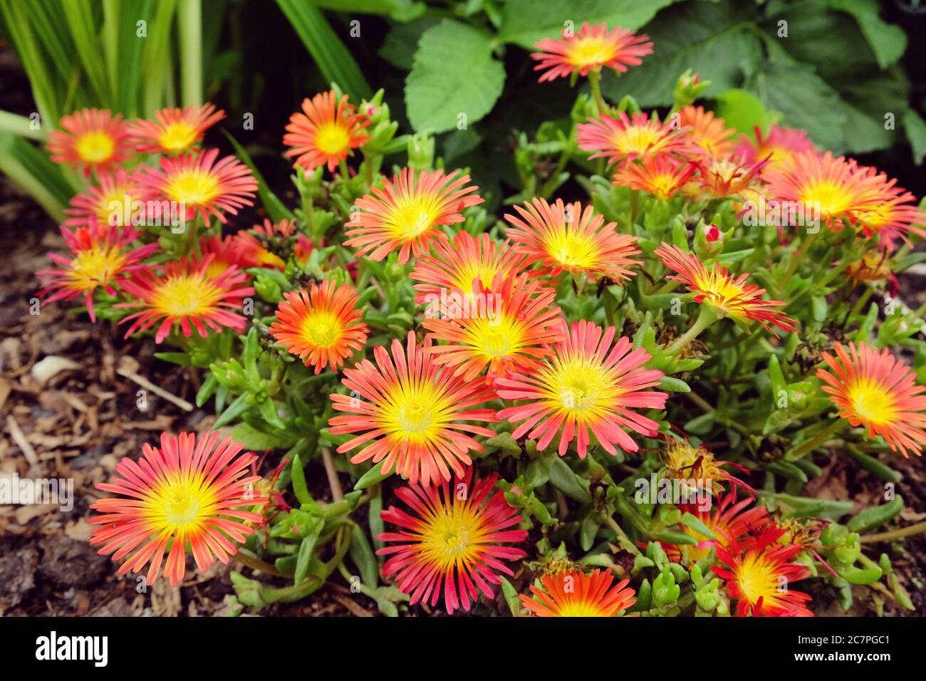 Fire and ice plant hi-res stock photography and images - Alamy