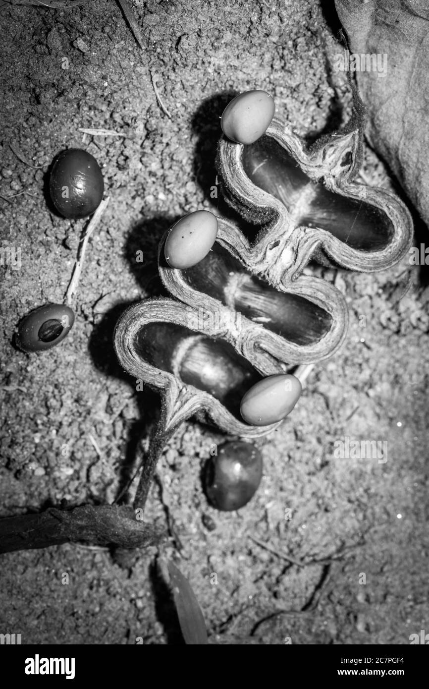 Common coral tree (Erythrina lysistemon) orange seeds and seed pod ...