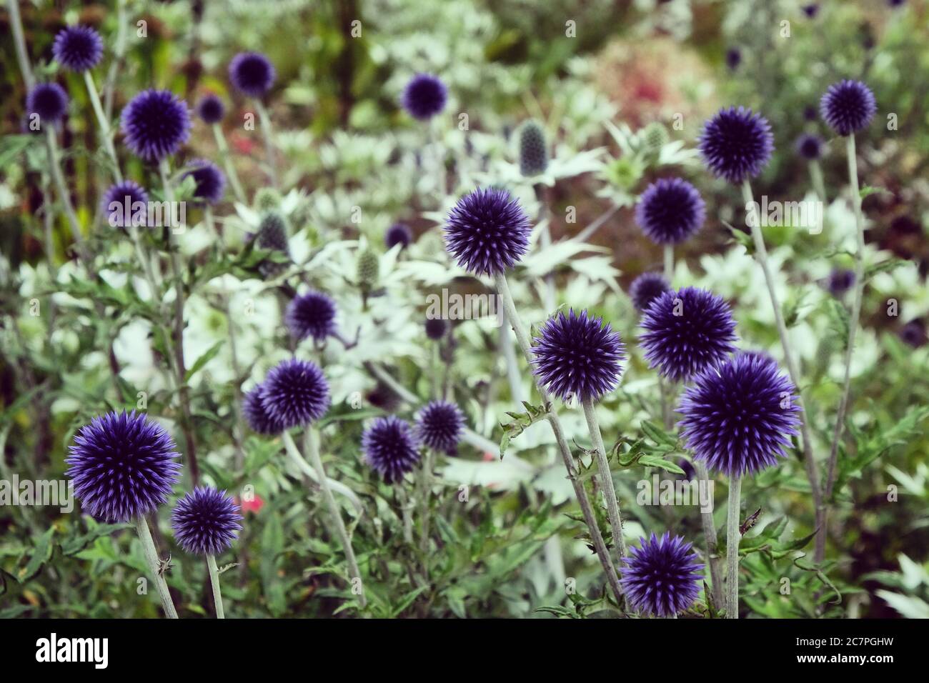 Echinops ritro Veitch's Blue globe thistle blooming during the summer ...