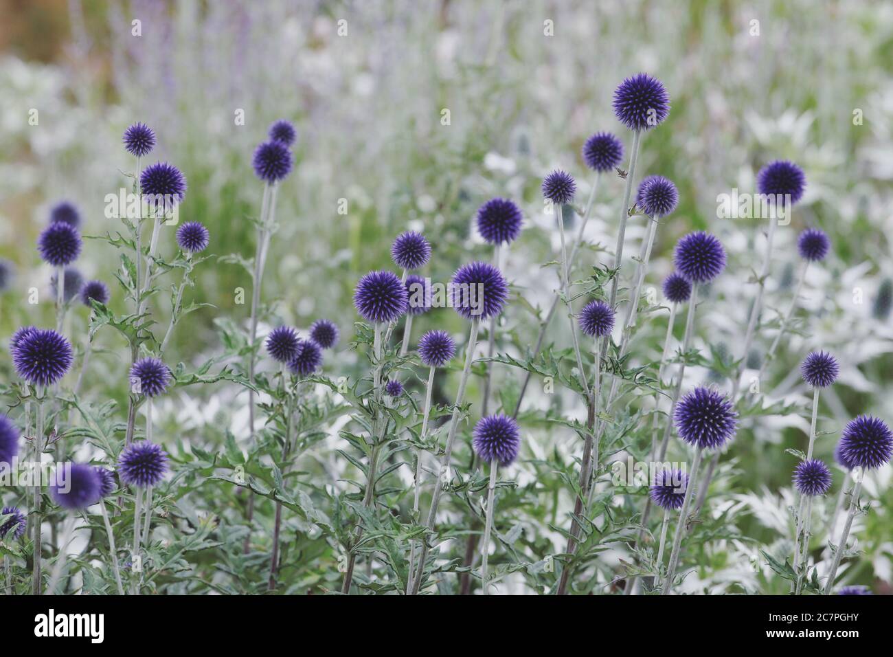 Echinops ritro Veitch's Blue globe thistle blooming during the summer ...
