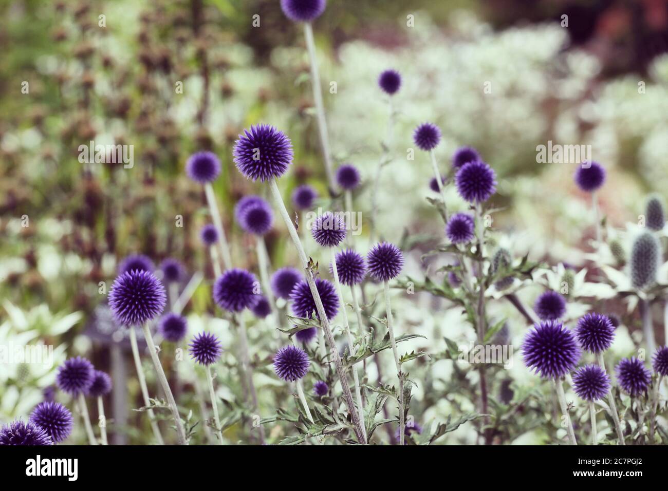 Echinops ritro Veitch's Blue globe thistle blooming during the summer ...