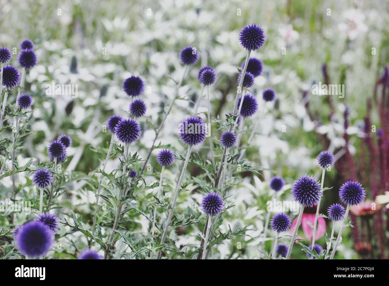Echinops ritro Veitch's Blue globe thistle blooming during the summer ...