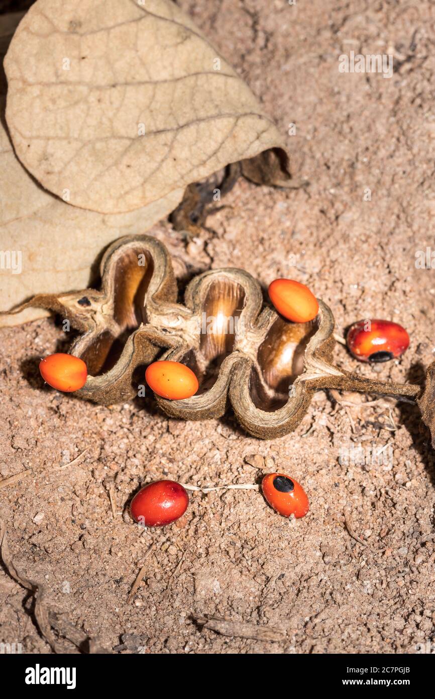 Common coral tree (Erythrina lysistemon) orange seeds and seed pod ...