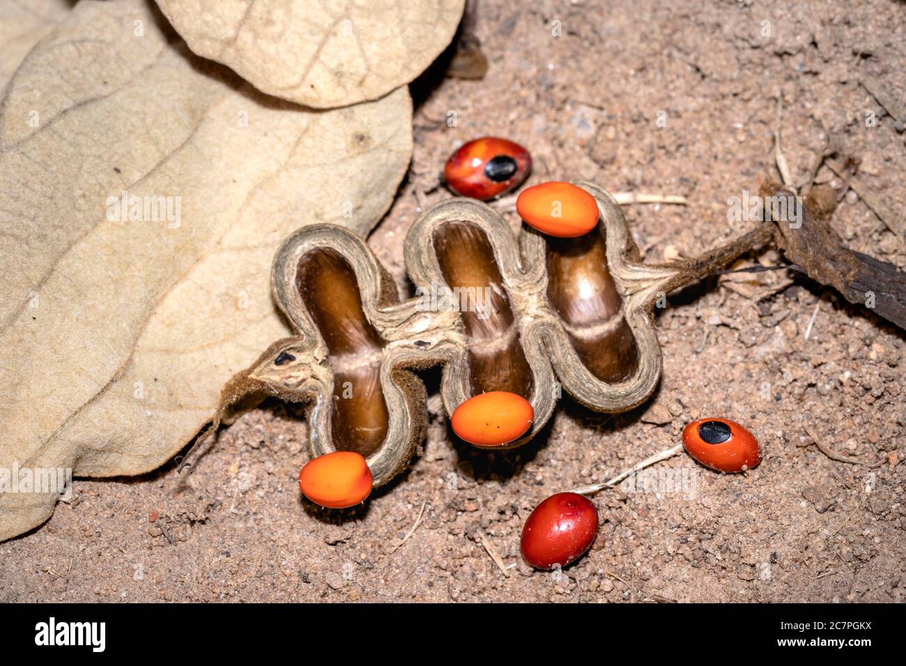Common coral tree (Erythrina lysistemon) orange seeds and seed pod ...