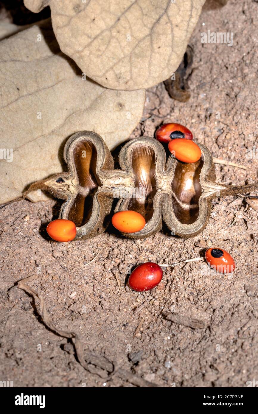Common coral tree (Erythrina lysistemon) orange seeds and seed pod ...