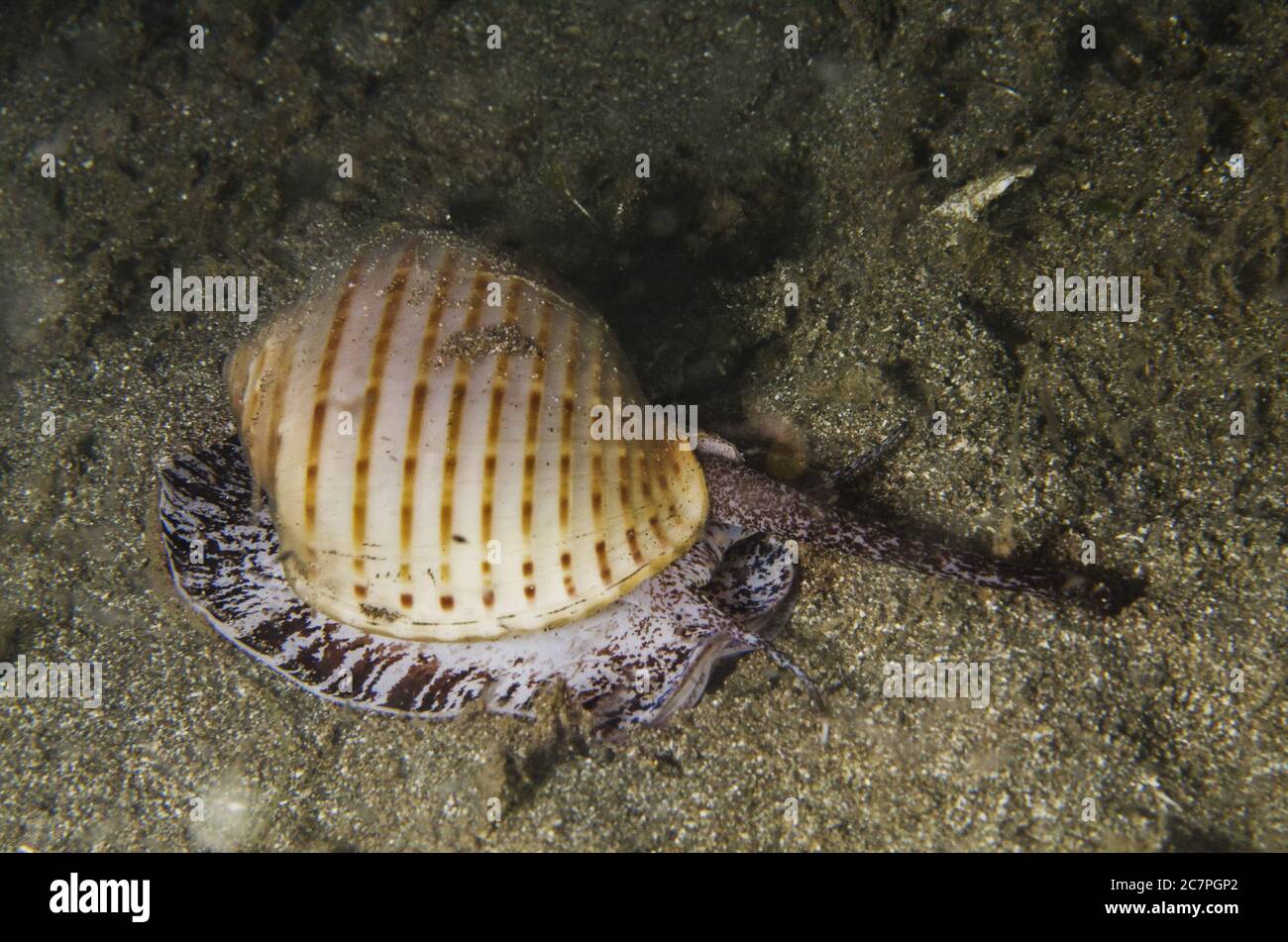 Indo Pacific Shells High Resolution Stock Photography and Images - Alamy