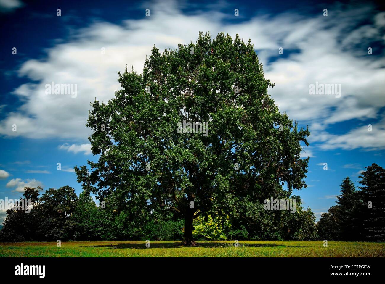 Big tree in a park with blue sky and white clouds Stock Photo - Alamy
