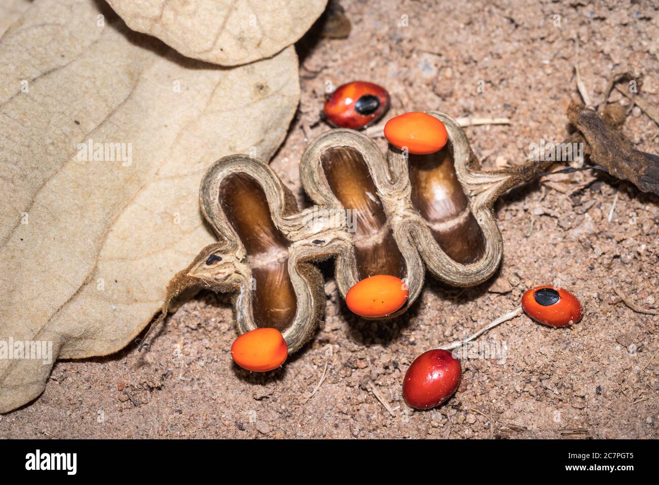 Common coral tree (Erythrina lysistemon) orange seeds and seed pod ...
