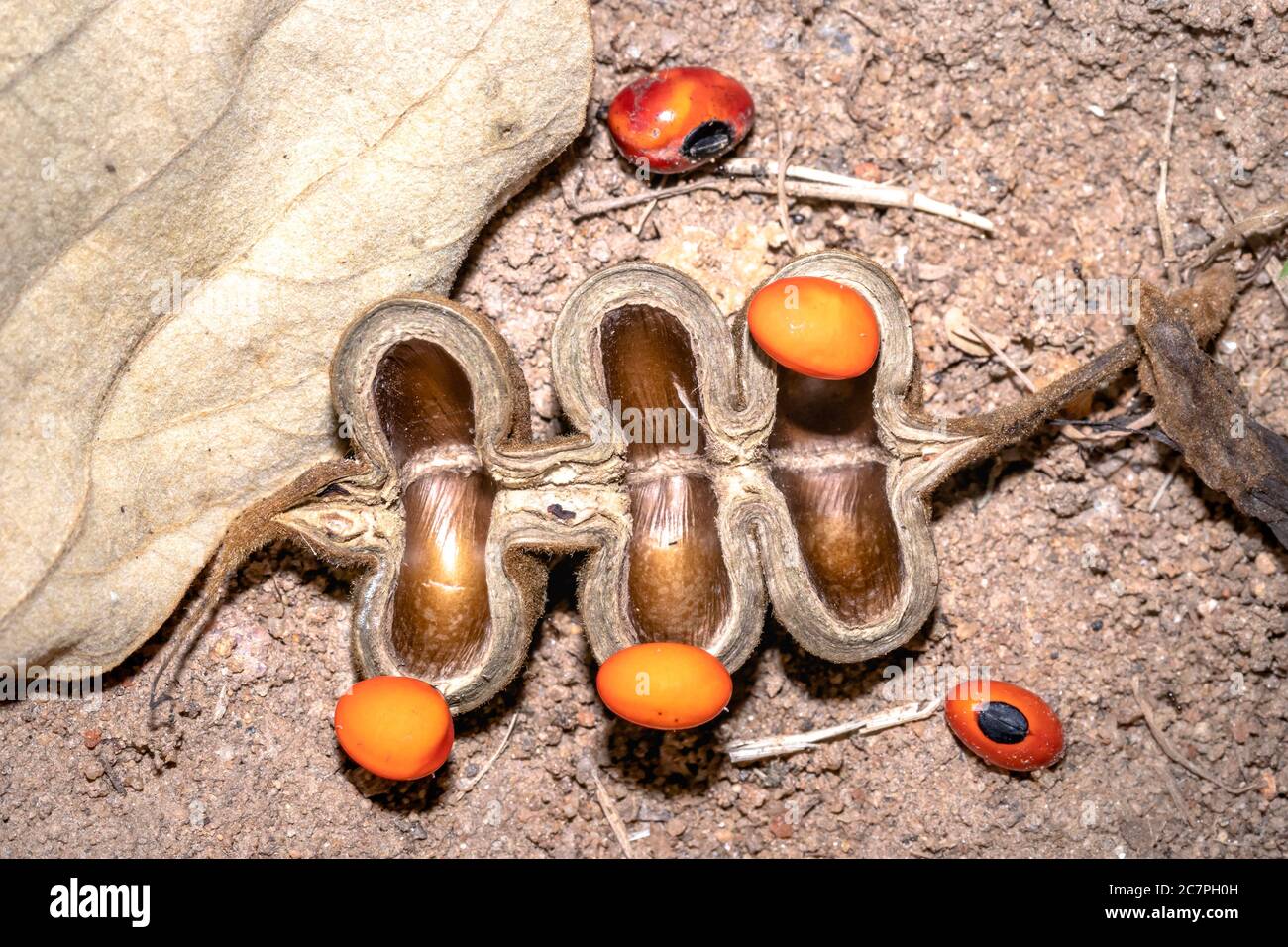 Common coral tree (Erythrina lysistemon) orange seeds and seed pod ...