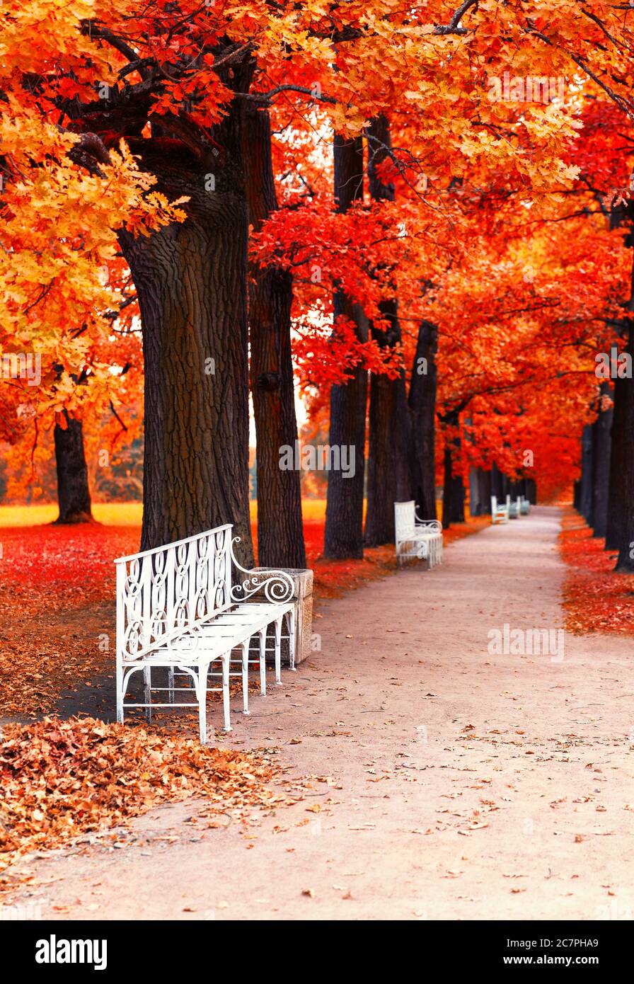 White park bench in the park in fall time Stock Photo - Alamy