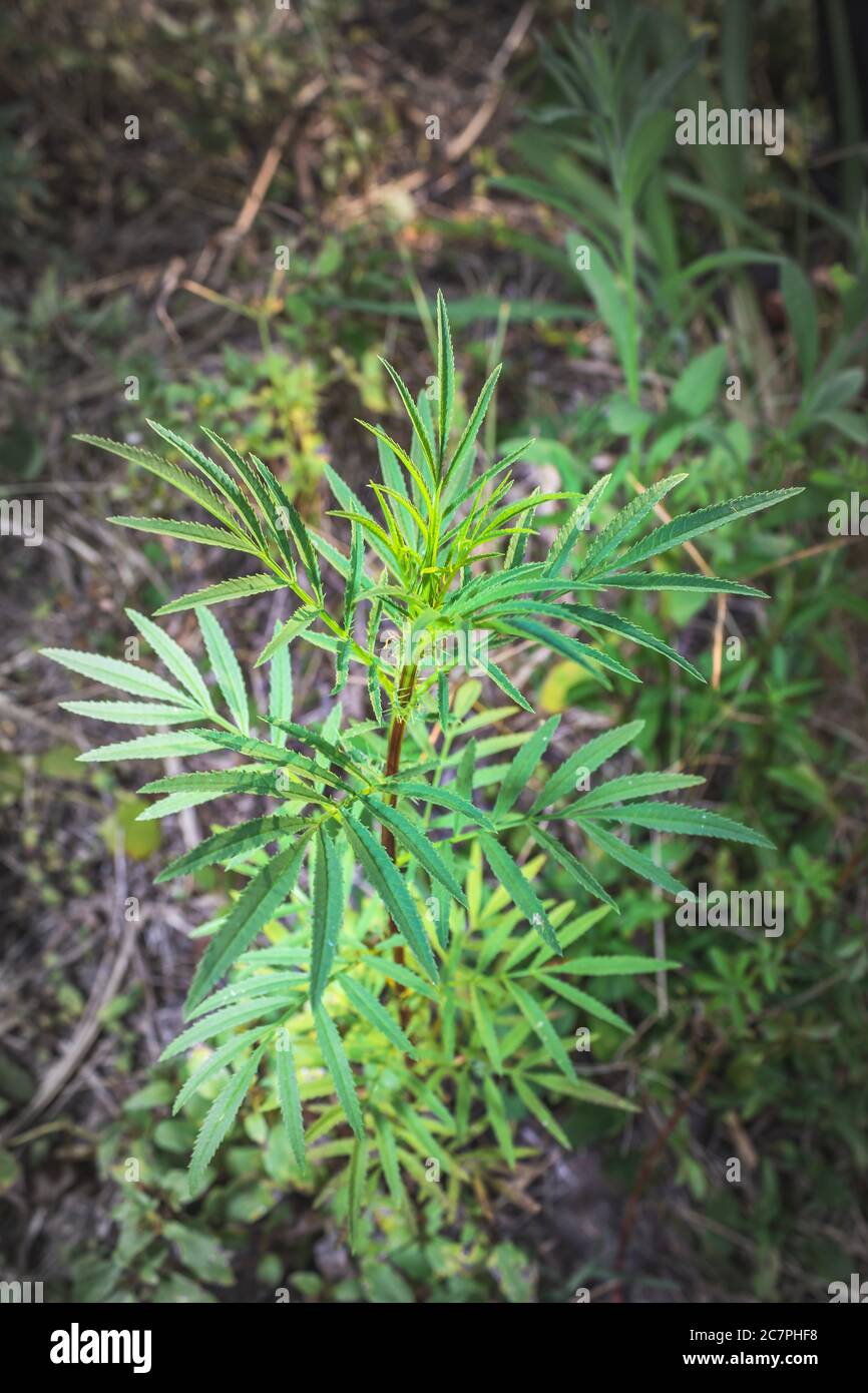 Southern Cone marigold (Tagetes minuta) plant, Uganda, Africa Stock ...
