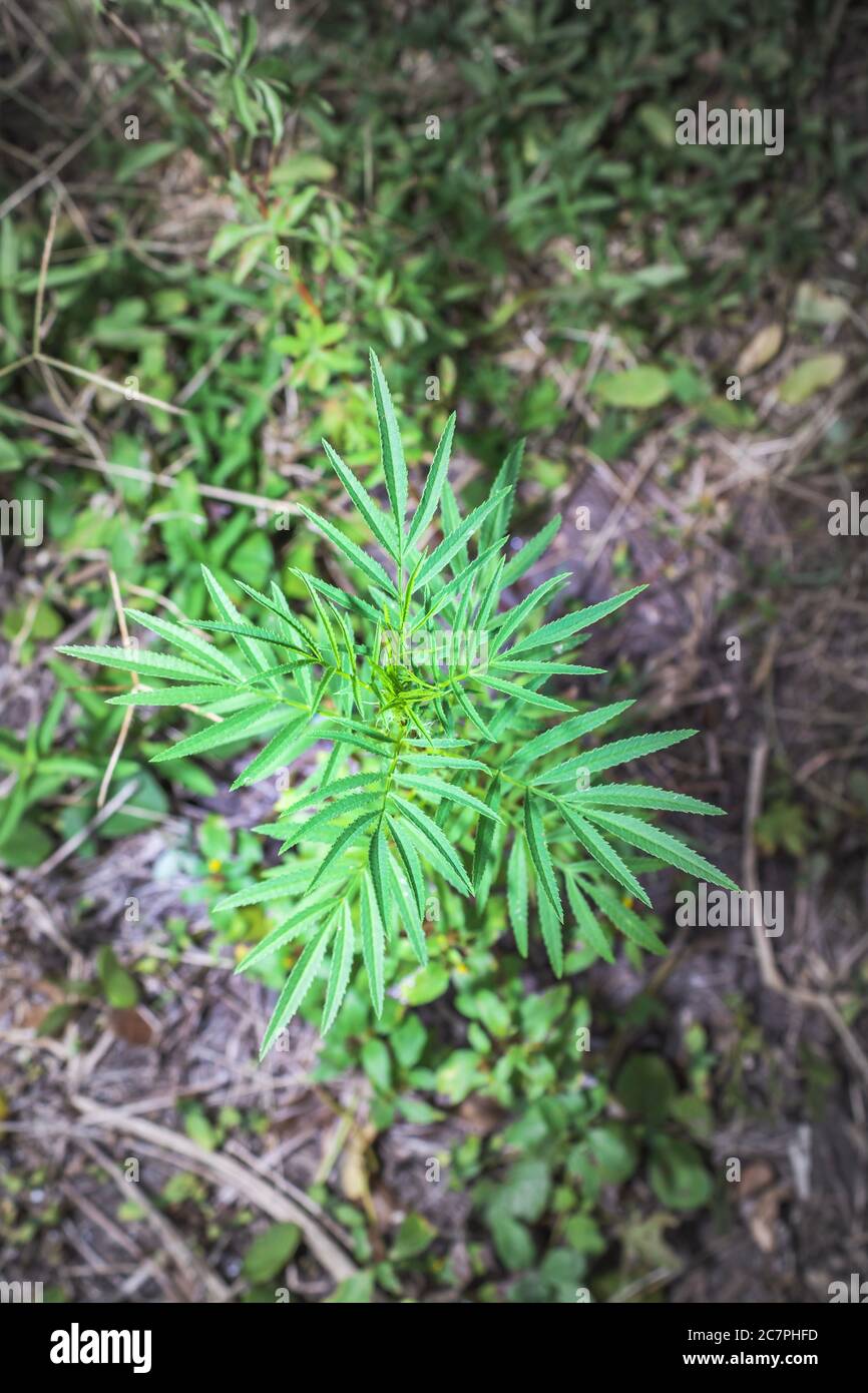 Southern Cone marigold (Tagetes minuta) plant, Uganda, Africa Stock ...