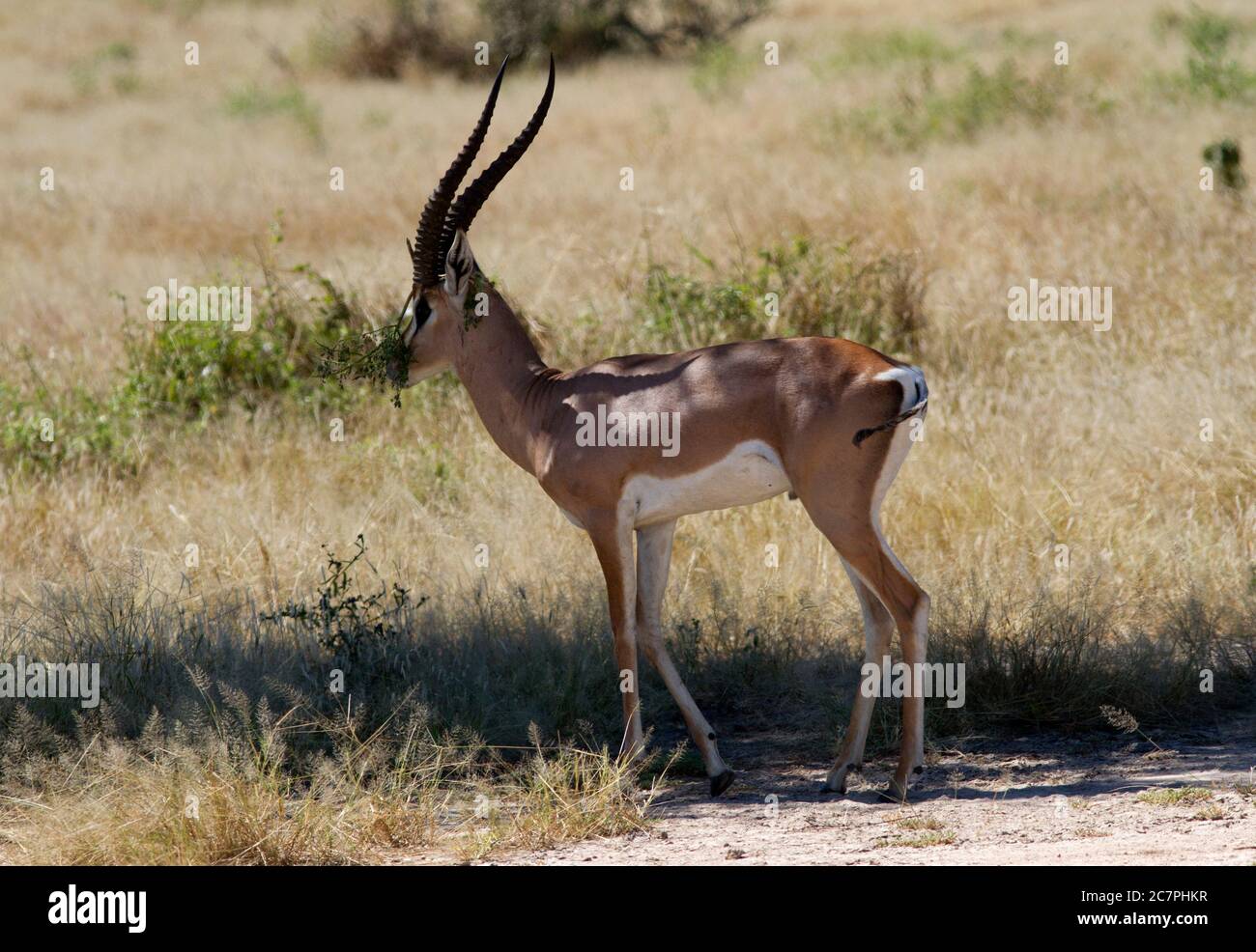 Female mammary glands hi-res stock photography and images - Alamy
