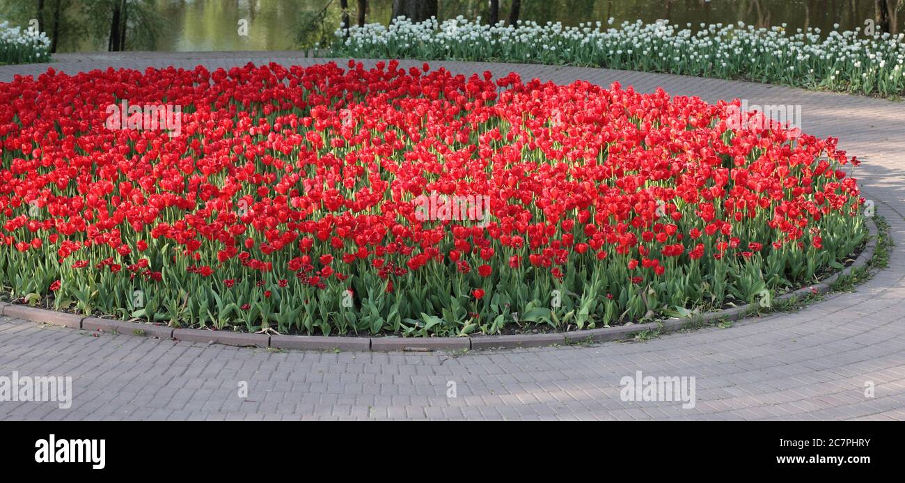 Red Tulip at Spring Stock Photo - Alamy