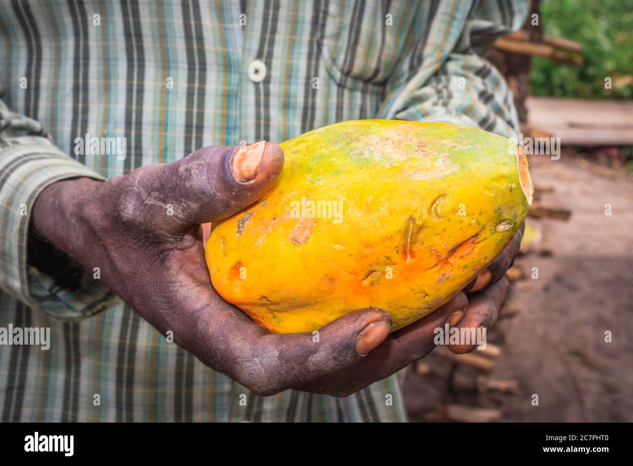 Papaya (Carica papaya) fruit in the hands of an African man, Uganda ...