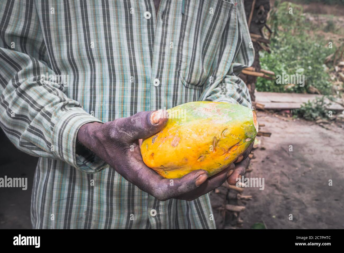 Papaya (Carica papaya) fruit in the hands of an African man, Uganda ...