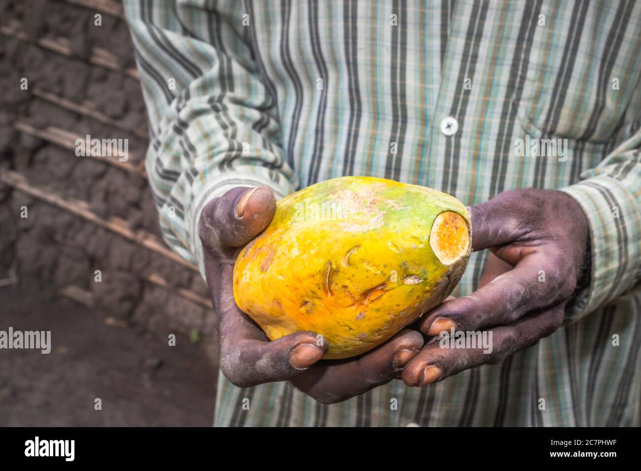 Papaya (Carica papaya) fruit in the hands of an African man, Uganda ...