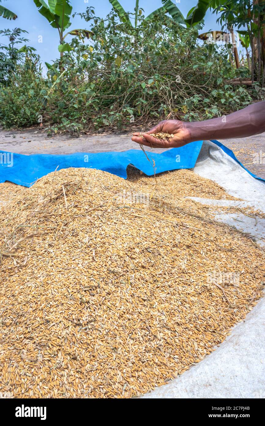 African Rice (Oryza glaberrima) harvested and being stored in piles ...
