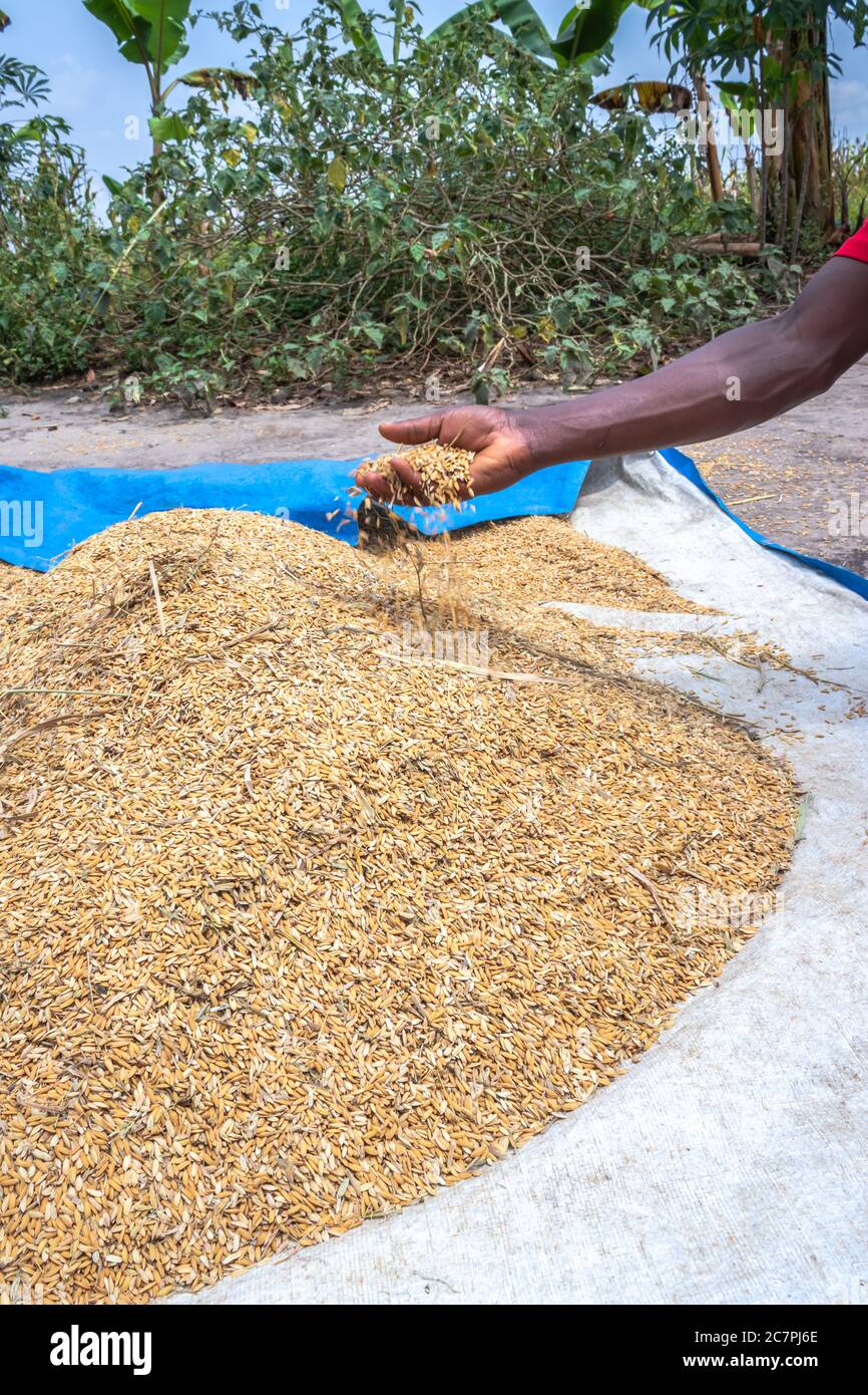 African Rice (Oryza glaberrima) harvested and being stored in piles ...