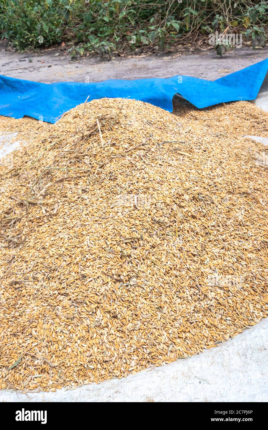 African Rice (Oryza glaberrima) harvested and being stored in piles ...