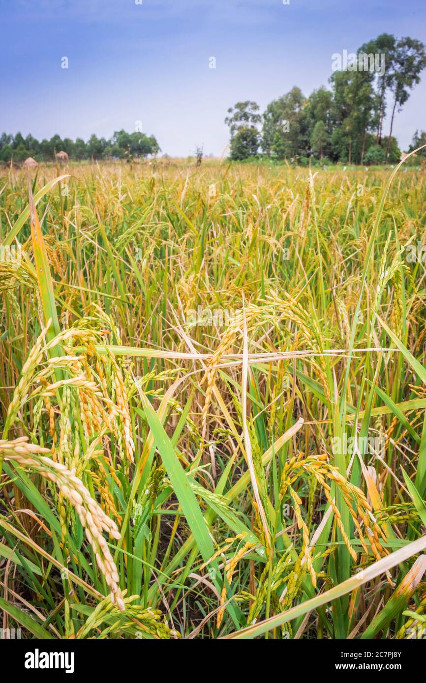 Rice growing uganda hi-res stock photography and images - Alamy