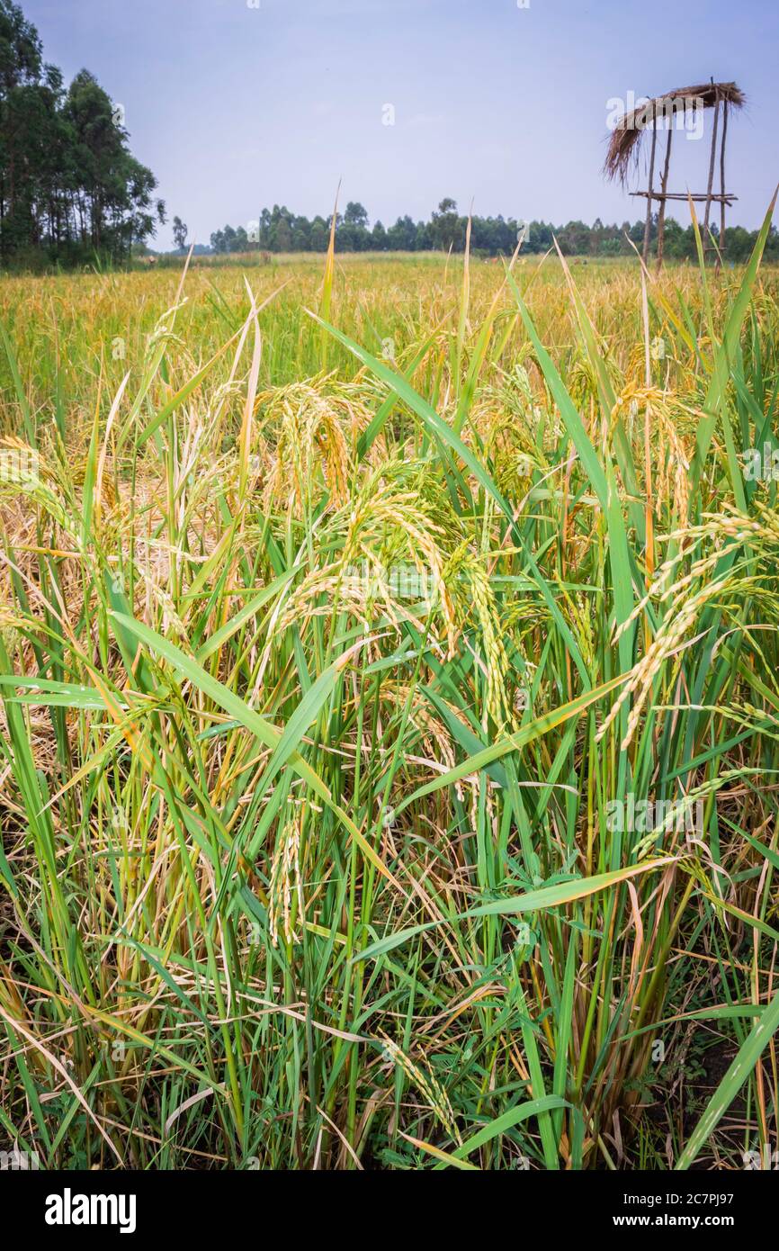 African Rice (Oryza glaberrima) plants growing in an agricultural field ...