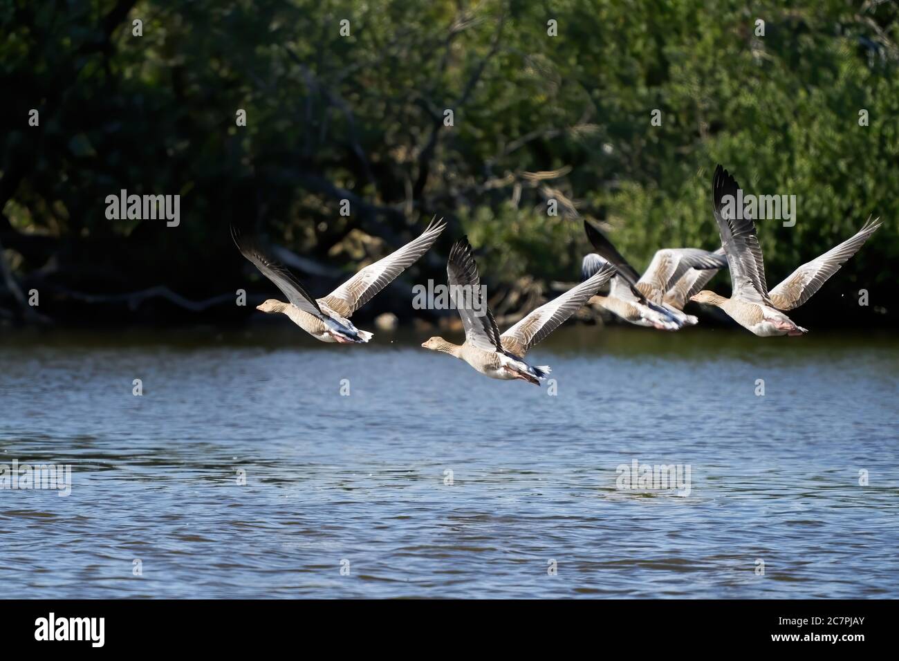 A group of gray geese, dark gray-brown goose, flying above the water ...