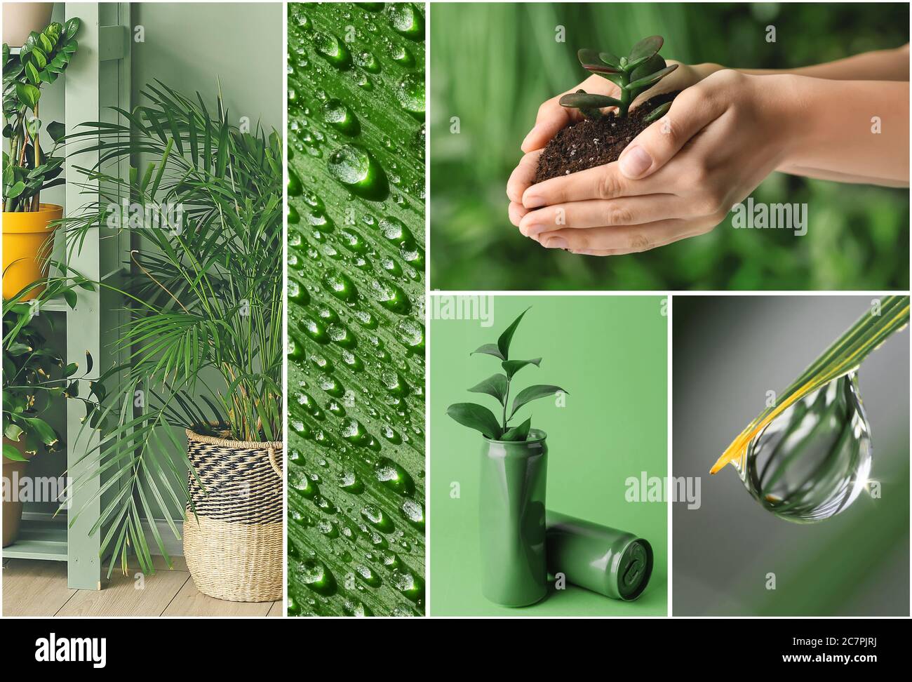 Collage of photos in green colors Stock Photo - Alamy