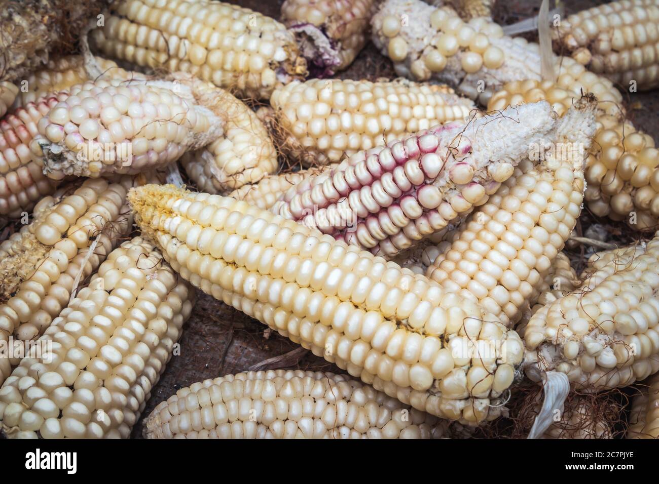 Maize (Zea mays) plant harvested and drying out after harvest, Uganda ...