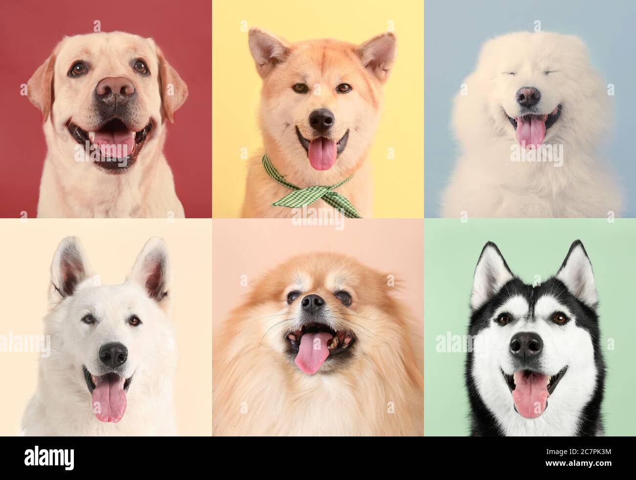 Collage of photos with different dogs Stock Photo - Alamy