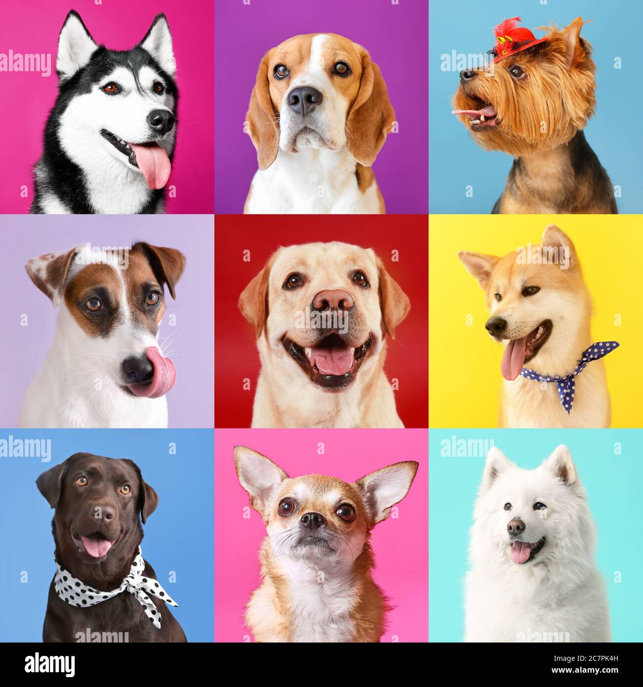 Collage of photos with different dogs Stock Photo - Alamy