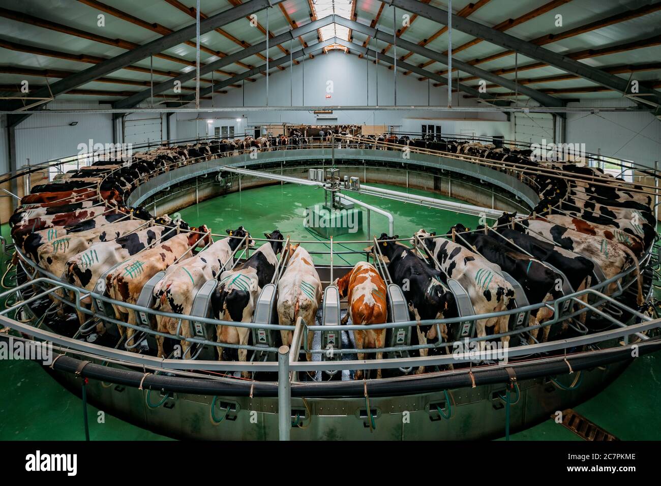 Milking cows by automatic industrial milking rotary system in modern diary farm Stock Photo - Alamy
