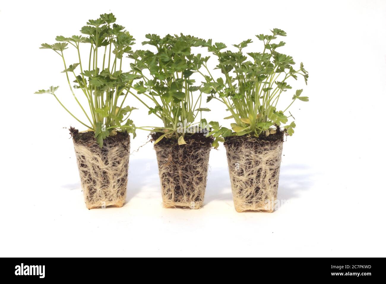 Closeup shot of parsley seedlings with roots isolated on a white ...