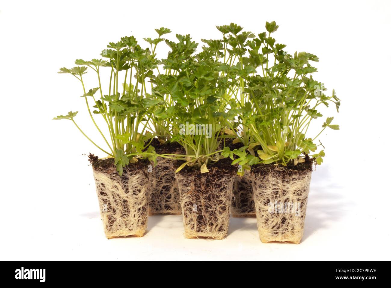 Closeup shot of parsley seedlings with roots isolated on a white ...