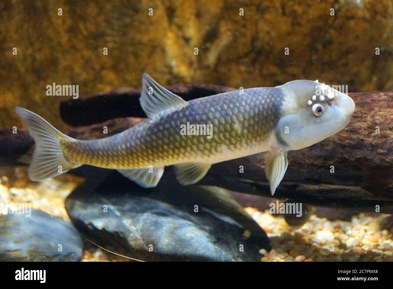 A male bluehead chub, a freshwater fish, inside an aquarium Stock Photo ...