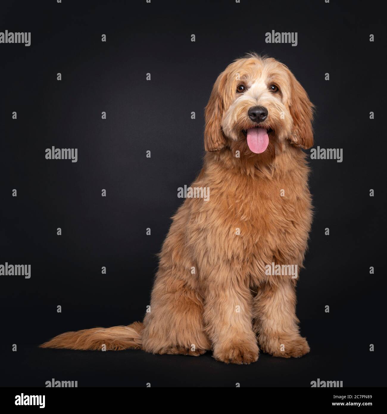 Friendly red apricot young adult Labradoodle / Cobberdog, sitting up ...